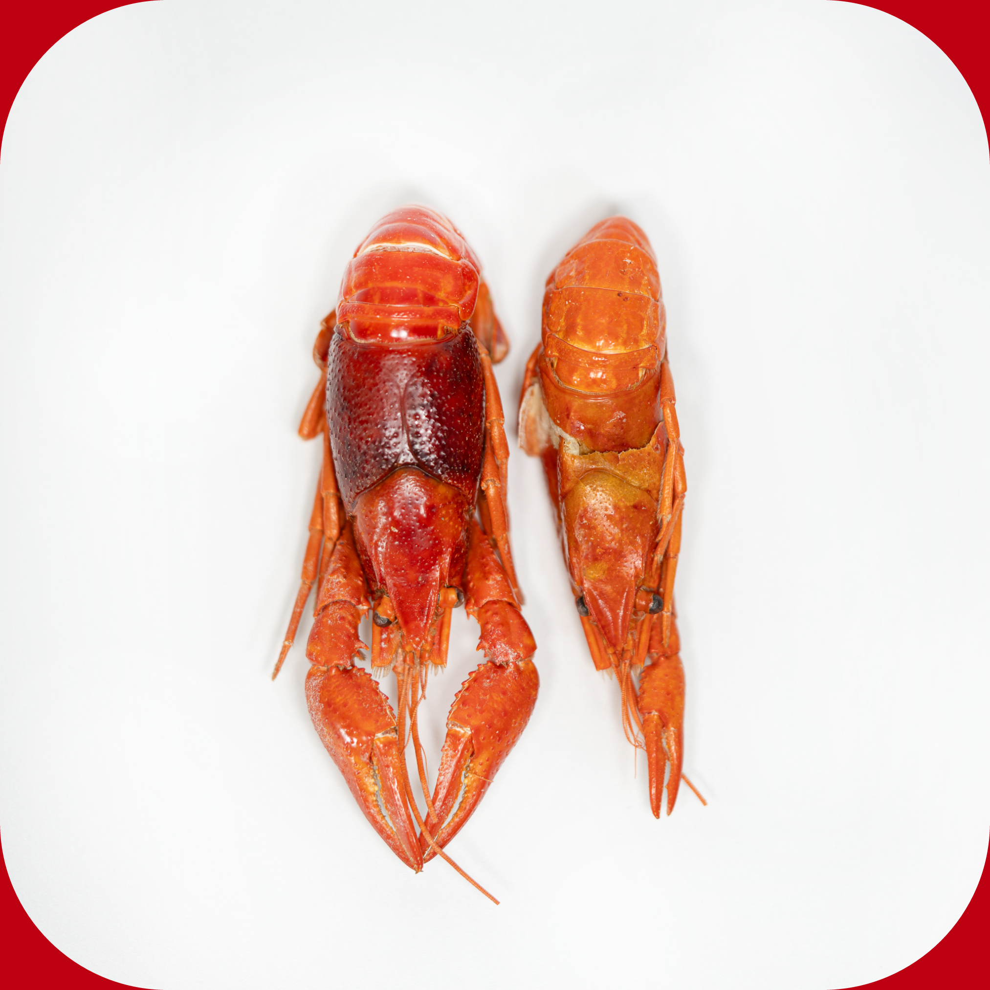 How To Eat Crawfish How To Survive A Crawfish Boil Etsy